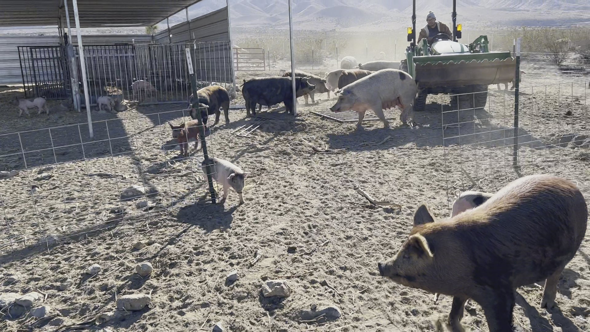 2 LIVE PIGS | PORK PARTNERSHIP – Flores Valley Farms