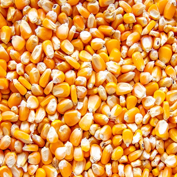 Whole Corn - 50lbs – Flores Valley Farms